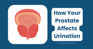 Prostate Fluid Explained: Composition, Function & Importance