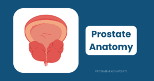 Prostate Fluid Explained: Composition, Function & Importance