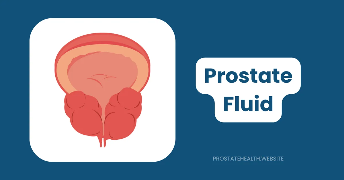 Prostate Fluid Explained: Composition, Function & Importance